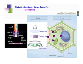 Lesson no: 6 Gene gun or biolistic gun.pdf