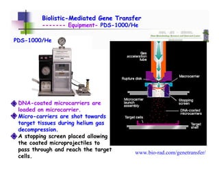 Lesson no: 6 Gene gun or biolistic gun.pdf