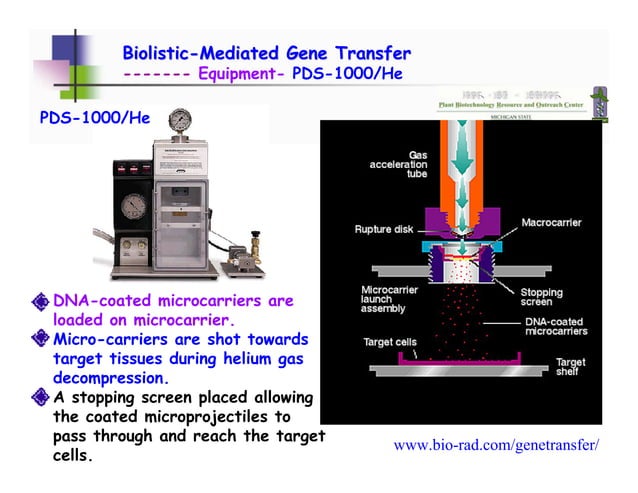 Lesson no: 6 Gene gun or biolistic gun.pdf