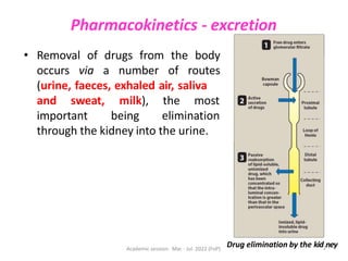 PK - Excretion.pptx