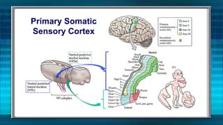 Somatosensation | PPT