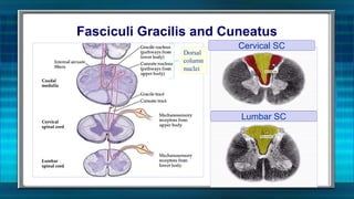 Somatosensation | PPT