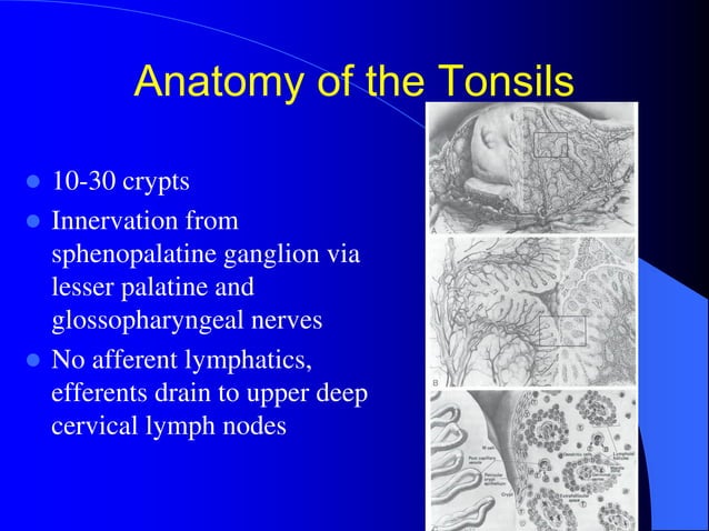 L6_TONSILLITIS.-ADENOIDS.-TONSILLAR-HYPERTROPHY-LECTURE.pdf