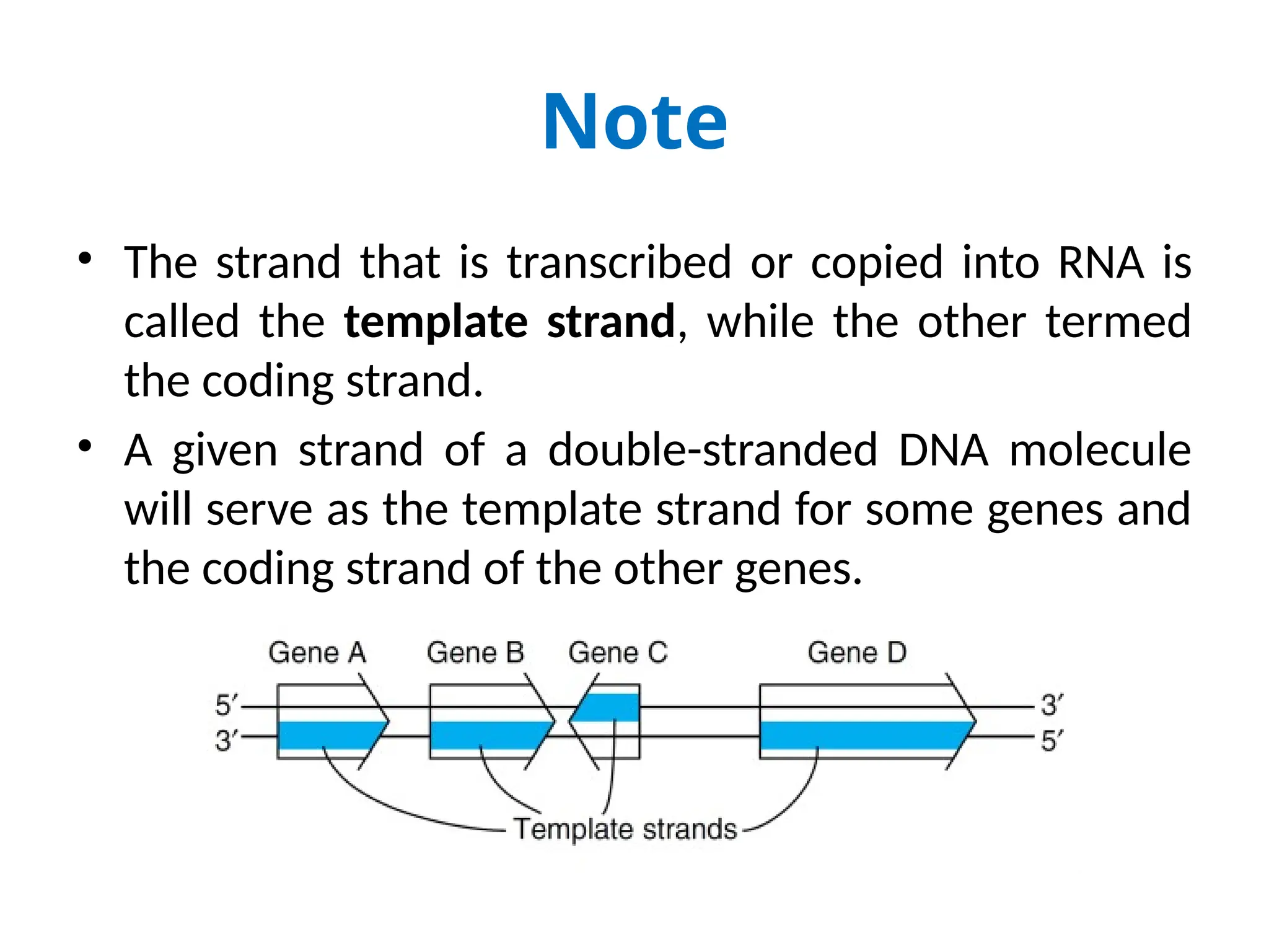 L6 Transcription and RNA synthesisq.pptx | Genetics | Science