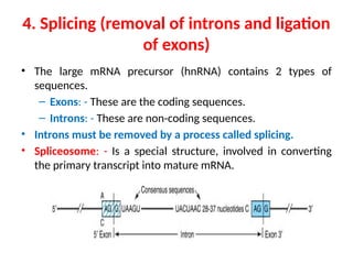 L6 Transcription and RNA synthesisq.pptx | Genetics | Science