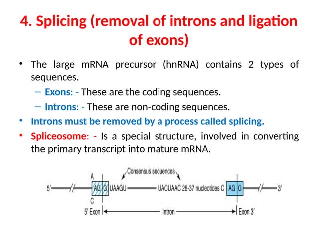 L6 Transcription and RNA synthesisq.pptx