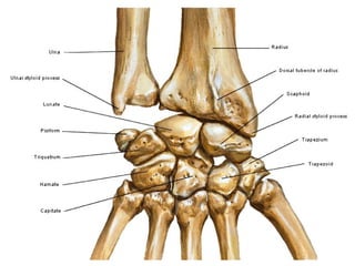 L6 WRIST AND JOINTS OF THE HAND .pptx Antony | PPT