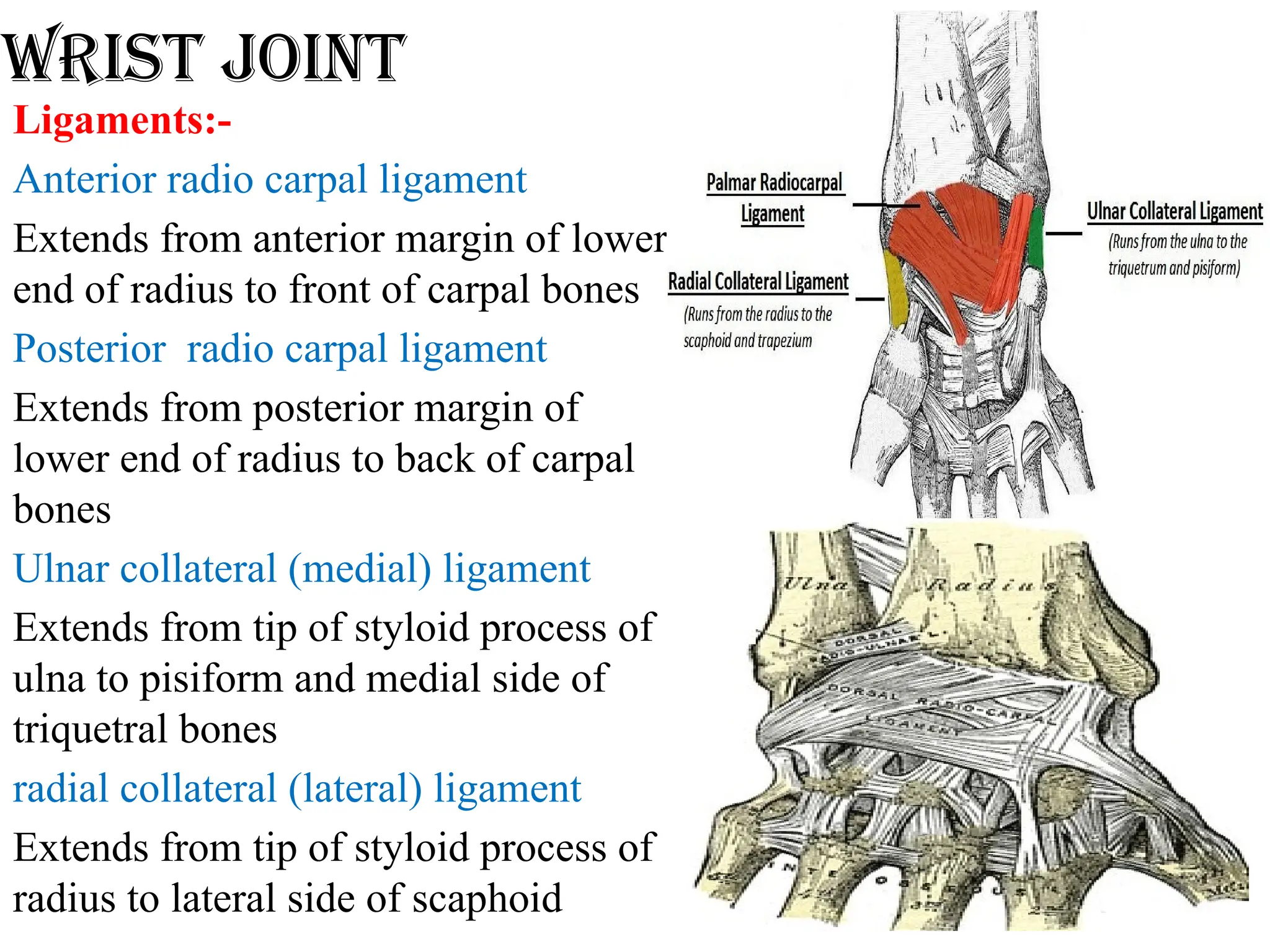 L6 WRIST AND JOINTS OF THE HAND .pptx anatomy | PPTX