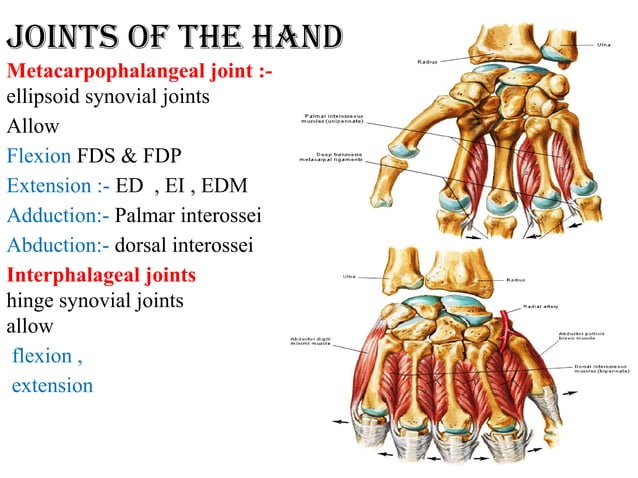L6 WRIST AND JOINTS OF THE HAND .pptx anatomy | PPTX