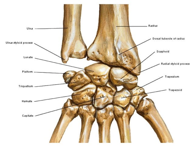 L6 WRIST AND JOINTS OF THE HAND .pptx anatomy | PPTX