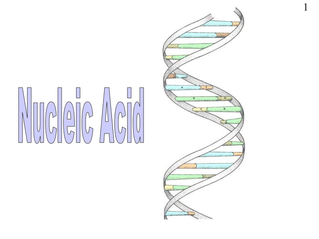 L7. Nucleic Acids.ppt