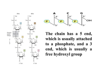 L7. Nucleic Acids.ppt