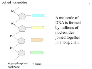 L7. Nucleic Acids.ppt