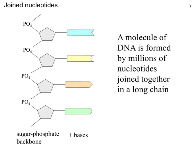 L7. Nucleic Acids.ppt