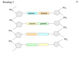 L7. Nucleic Acids.ppt