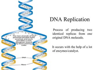 L7. Nucleic Acids.ppt