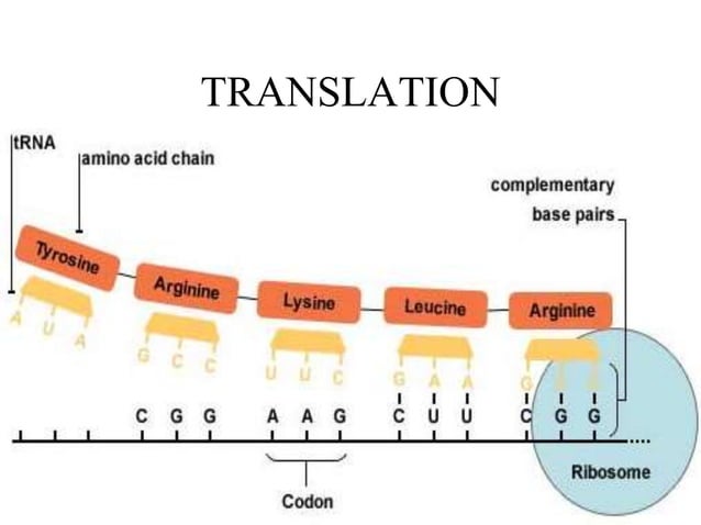 L7. Nucleic Acids.ppt
