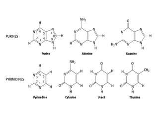 L7. Nucleic Acids.ppt