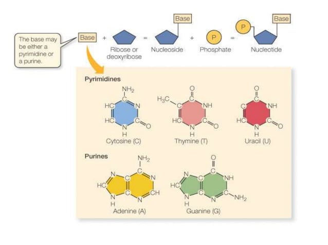 L7. Nucleic Acids.ppt