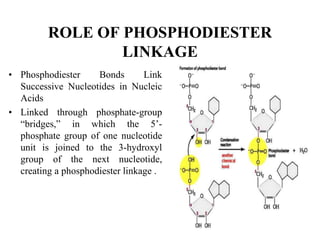 L7. Nucleic Acids.ppt