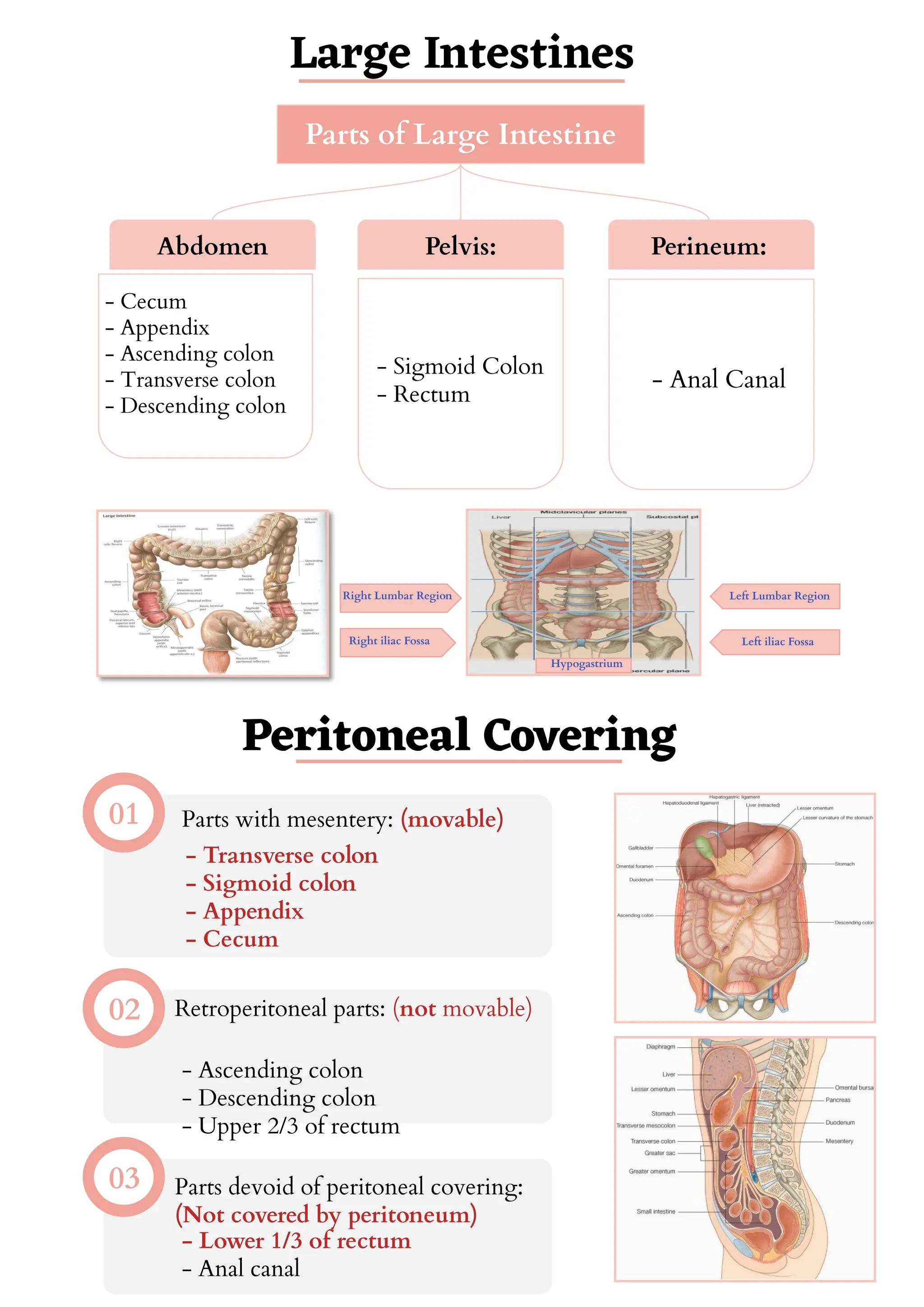L7. Anatomy of the Large intestines.pdf