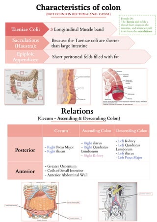 L7. Anatomy of the Large intestines.pdf