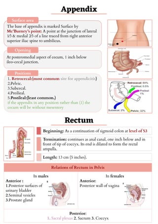 L7. Anatomy of the Large intestines.pdf