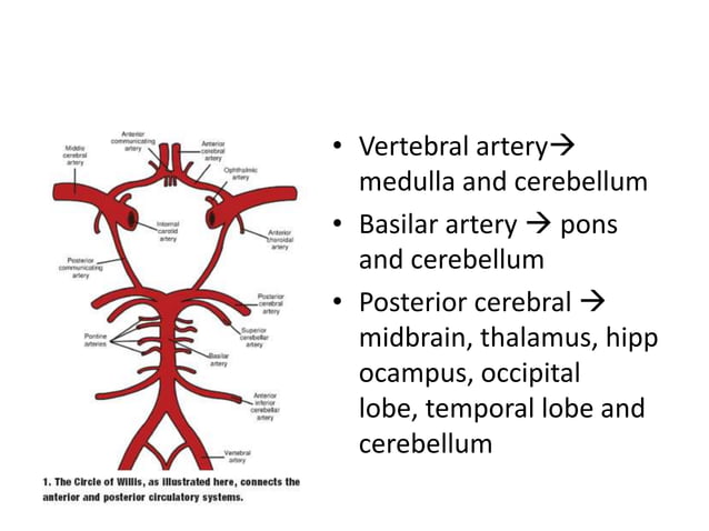 STROKE LOCALIZATION-CEREBRAL VASCULAR ACCIDENT | PDF