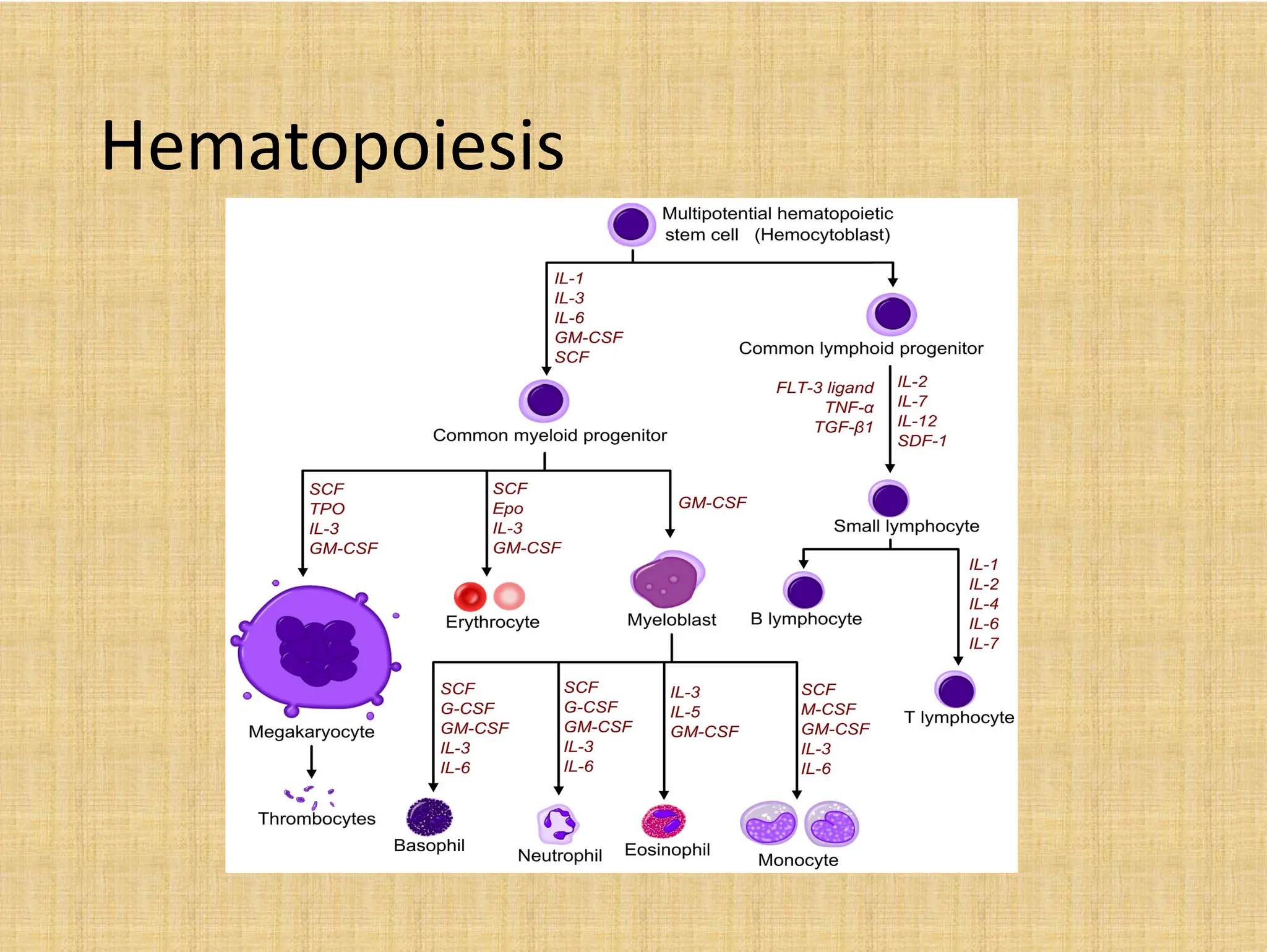 L7 Approach to anemia Edited v3.pptx.pdf