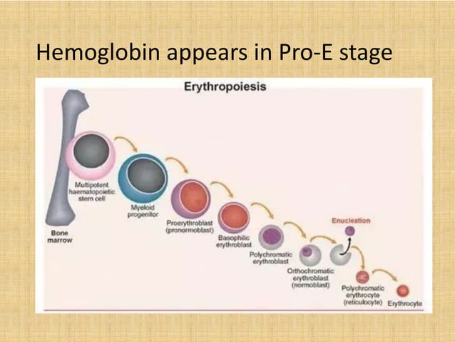 L7 Approach to anemia Edited v3.pptx.pdf