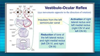 Vestibular system | PPTX