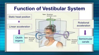 Vestibular system | PPTX | Brain and Nervous System Disorders ...