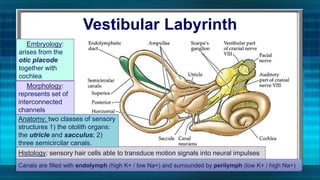 Vestibular system | PPTX | Brain and Nervous System Disorders ...
