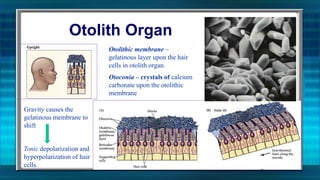 Vestibular system | PPTX | Brain and Nervous System Disorders | Diseases and Conditions