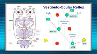 Vestibulo Ocular Reflex Animation