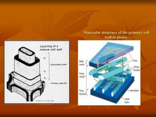 L 7 Plant protoplasts .ppt