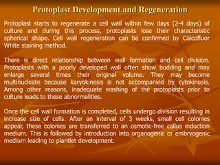 L 7 Plant protoplasts .ppt