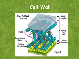 L 7 Plant protoplasts .ppt