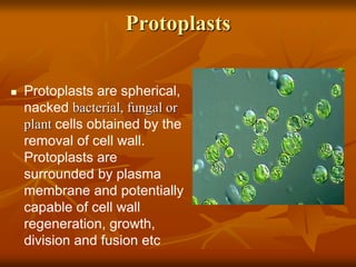 L 7 Plant protoplasts .ppt