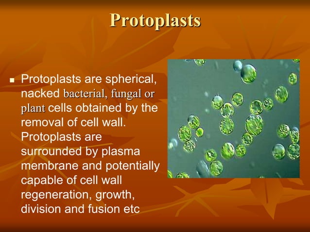 L 7 Plant protoplasts .ppt