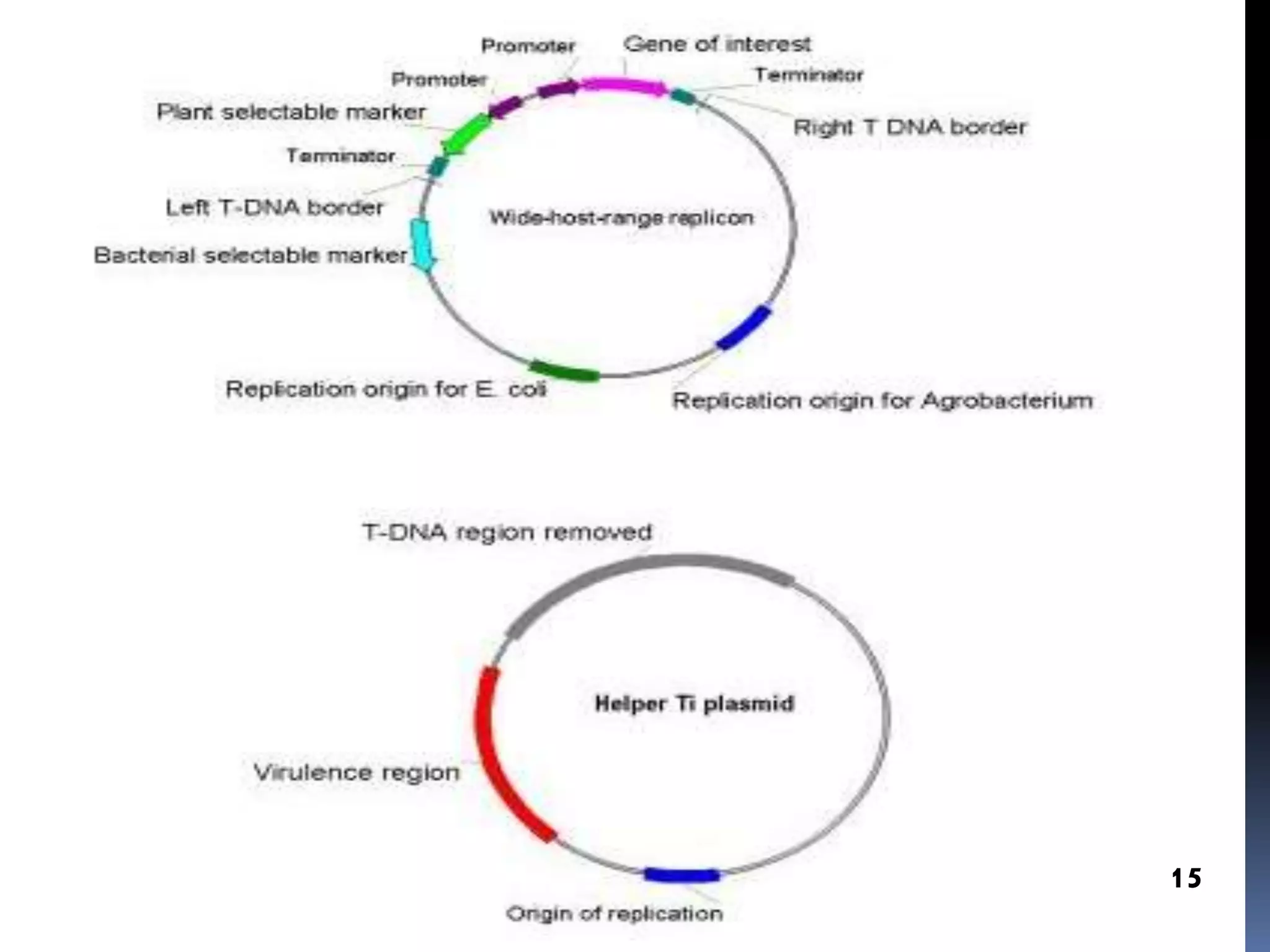 L8. agrobacterium tumefaciens based vectors | PPTX