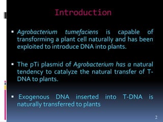 L8. agrobacterium tumefaciens based vectors | PPTX