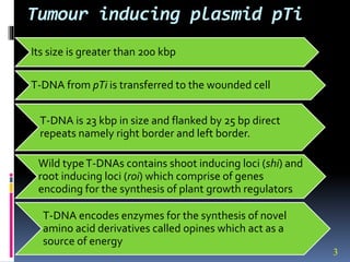 L8. agrobacterium tumefaciens based vectors | PPTX