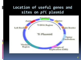 L8. agrobacterium tumefaciens based vectors | PPTX