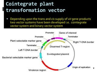 L8. agrobacterium tumefaciens based vectors | PPTX
