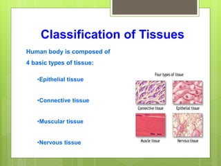 L8.Tissues.ppt