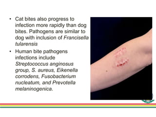 L8. Skin and soft tissue infections .pptx