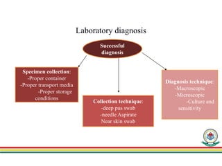 L8. Skin and soft tissue infections .pptx