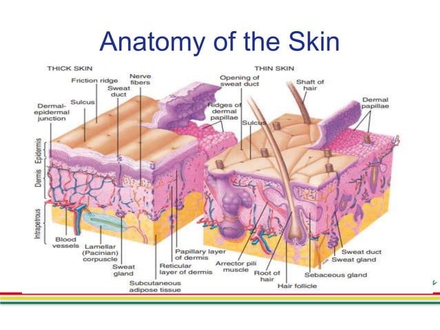 L8. Skin and soft tissue infections .pptx | Foot Health | Diseases and Conditions