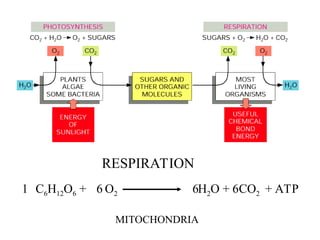 grade 8 science ppt, photosythesis and cellular respiration | PPT